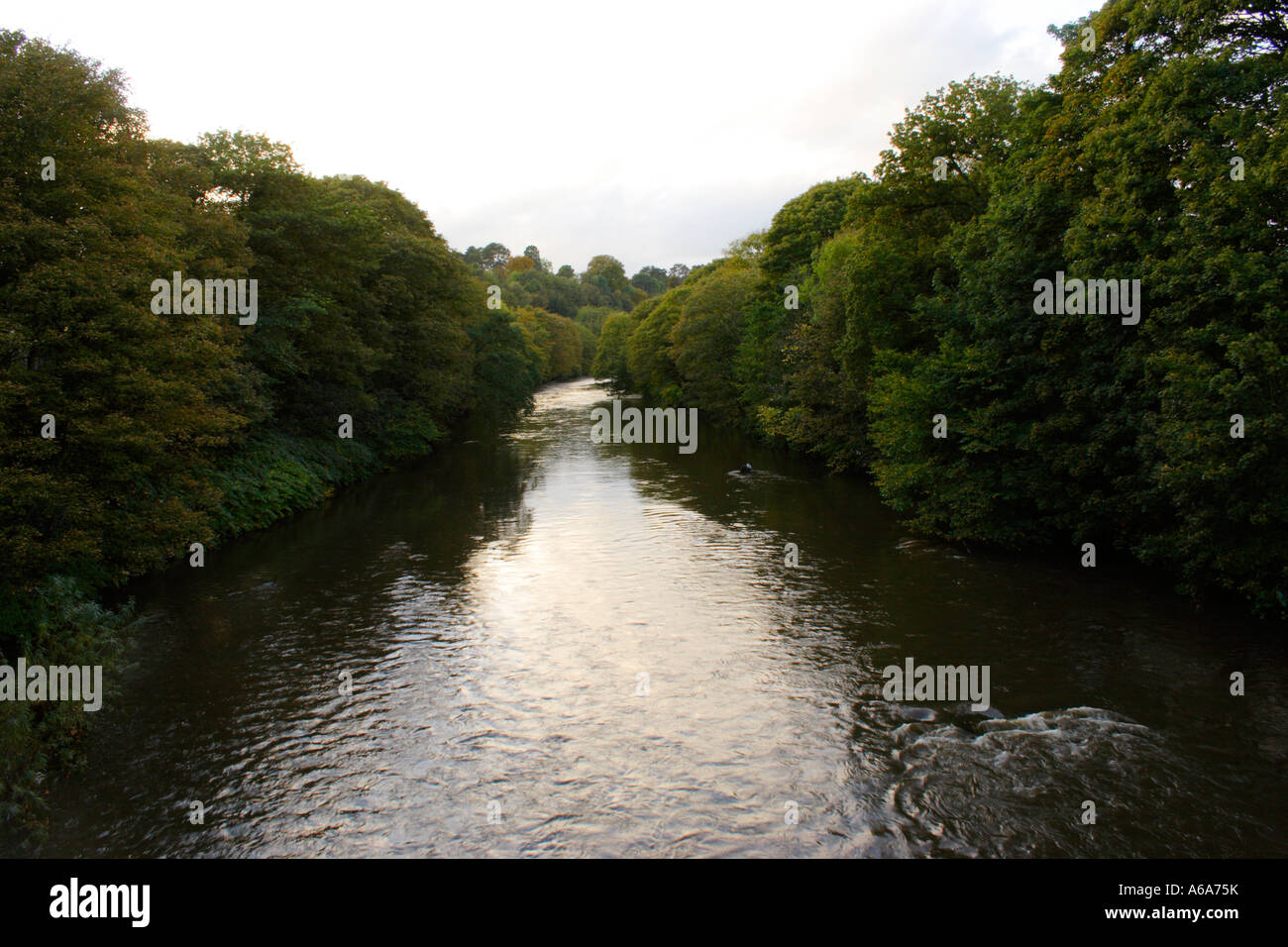 G taff hi-res stock photography and images - Alamy