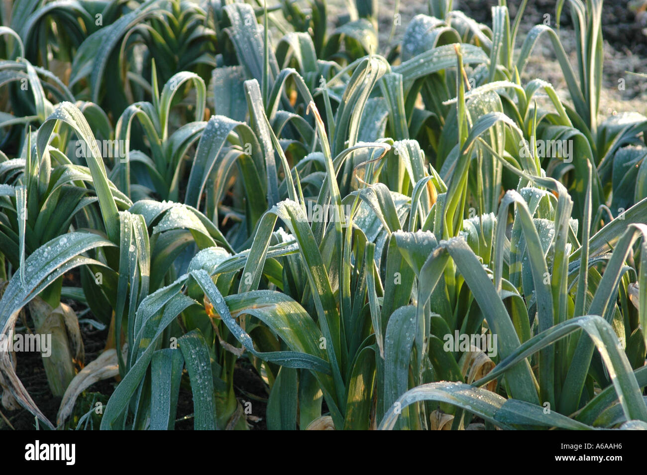 Leeks growing with frost hi-res stock photography and images - Alamy