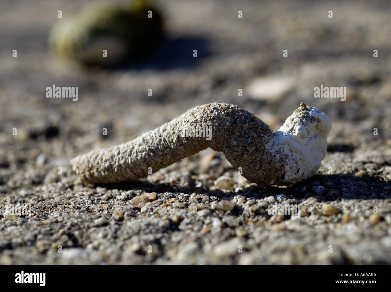Chicken excrement hi-res stock photography and images - Alamy