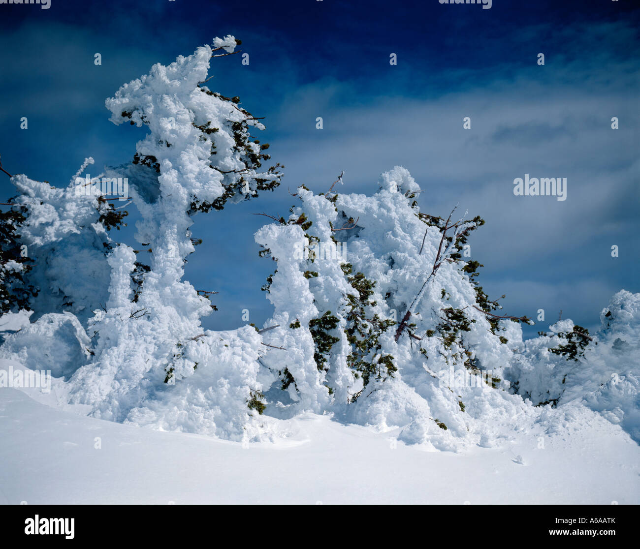 Snow clinging to tree branches hi-res stock photography and images - Alamy