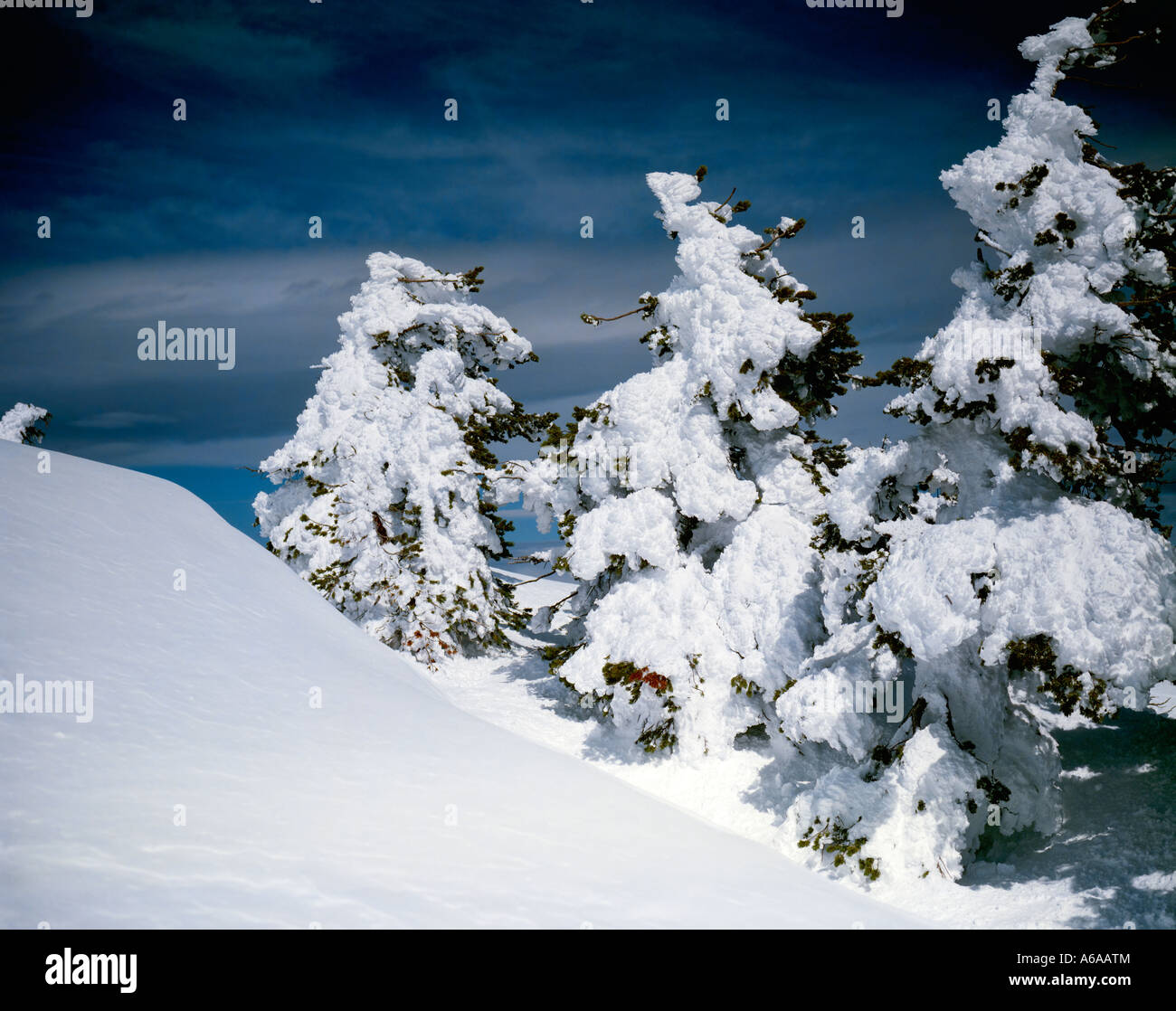 Snow clinging to tree branches hi-res stock photography and images - Alamy