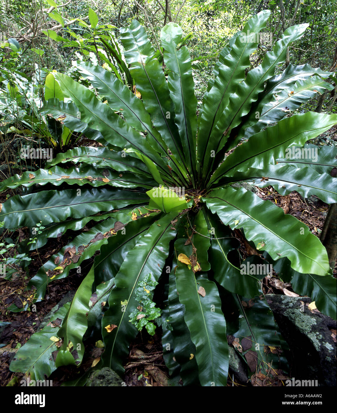 Biogeography hi-res stock photography and images - Alamy