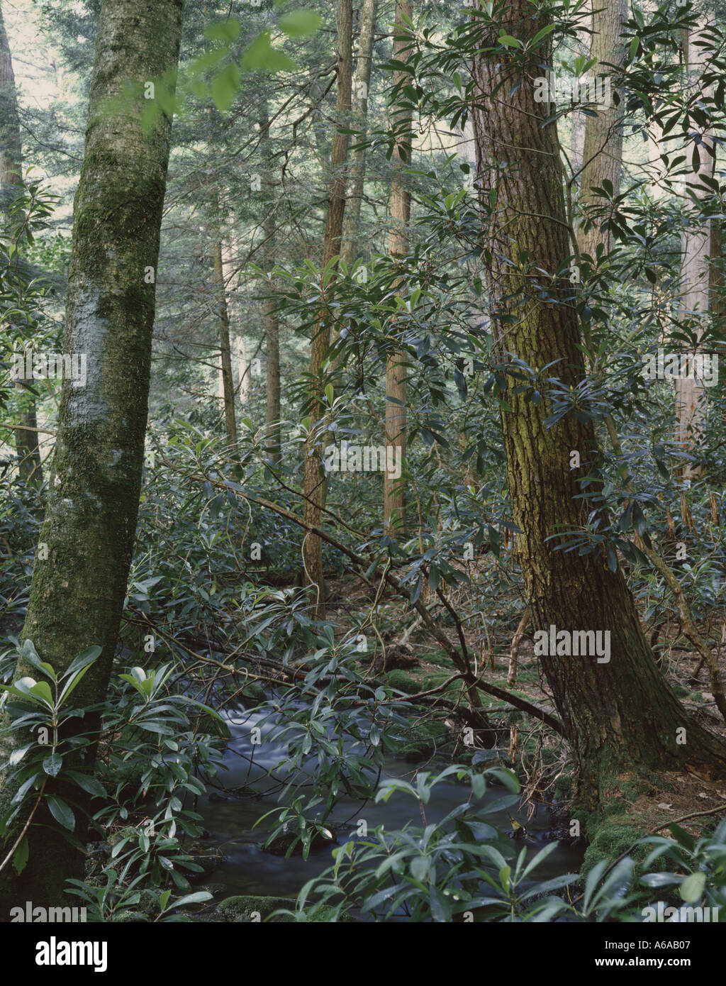 steam through old forest Stock Photo - Alamy