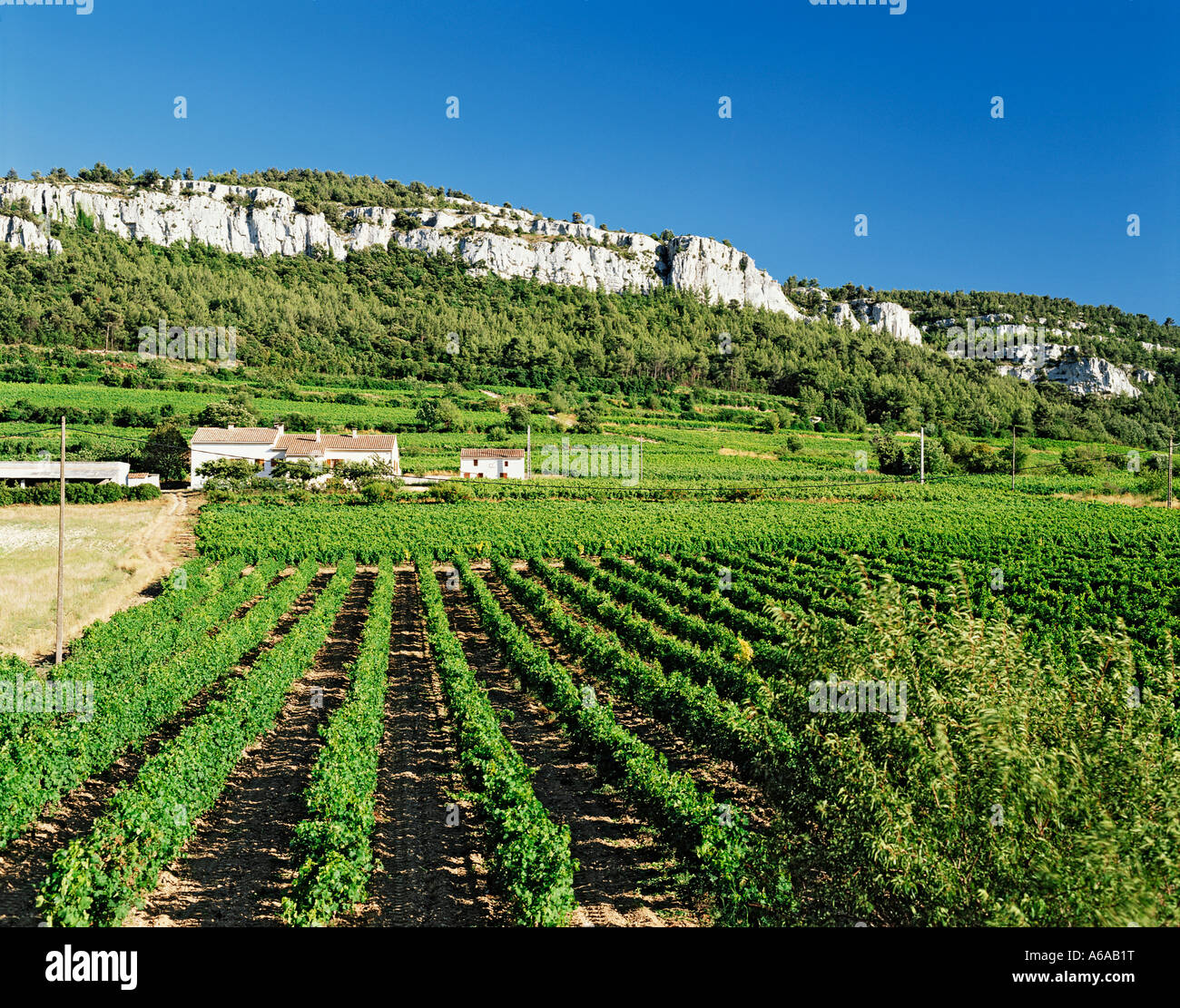 Cassis vineyard hi-res stock photography and images - Alamy