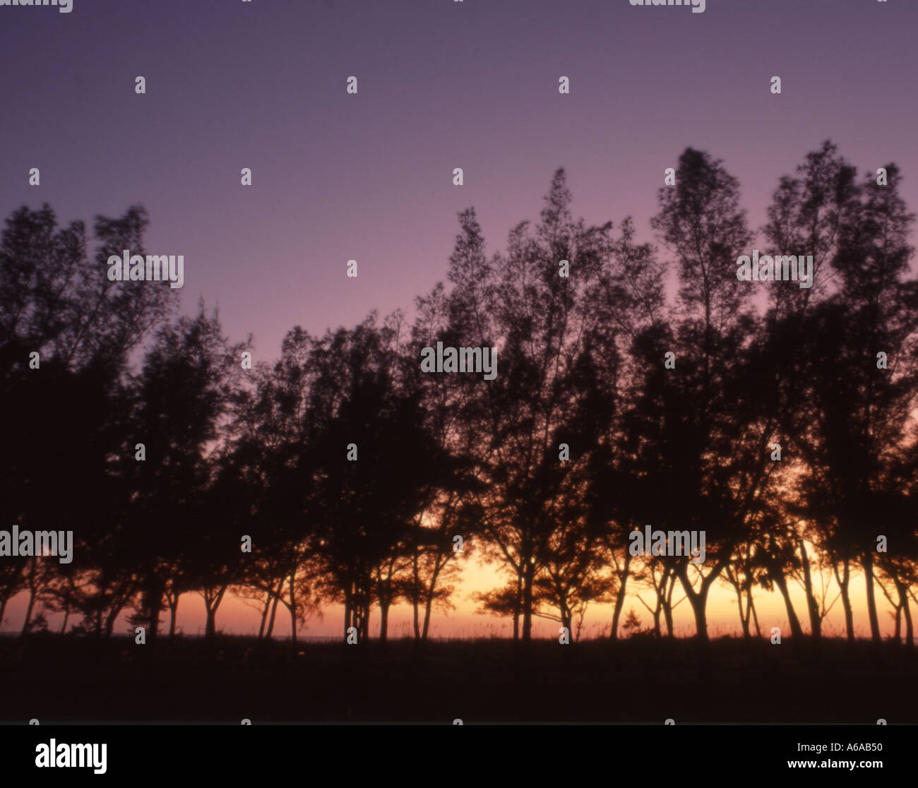 Sunset through Trees Stock Photo - Alamy