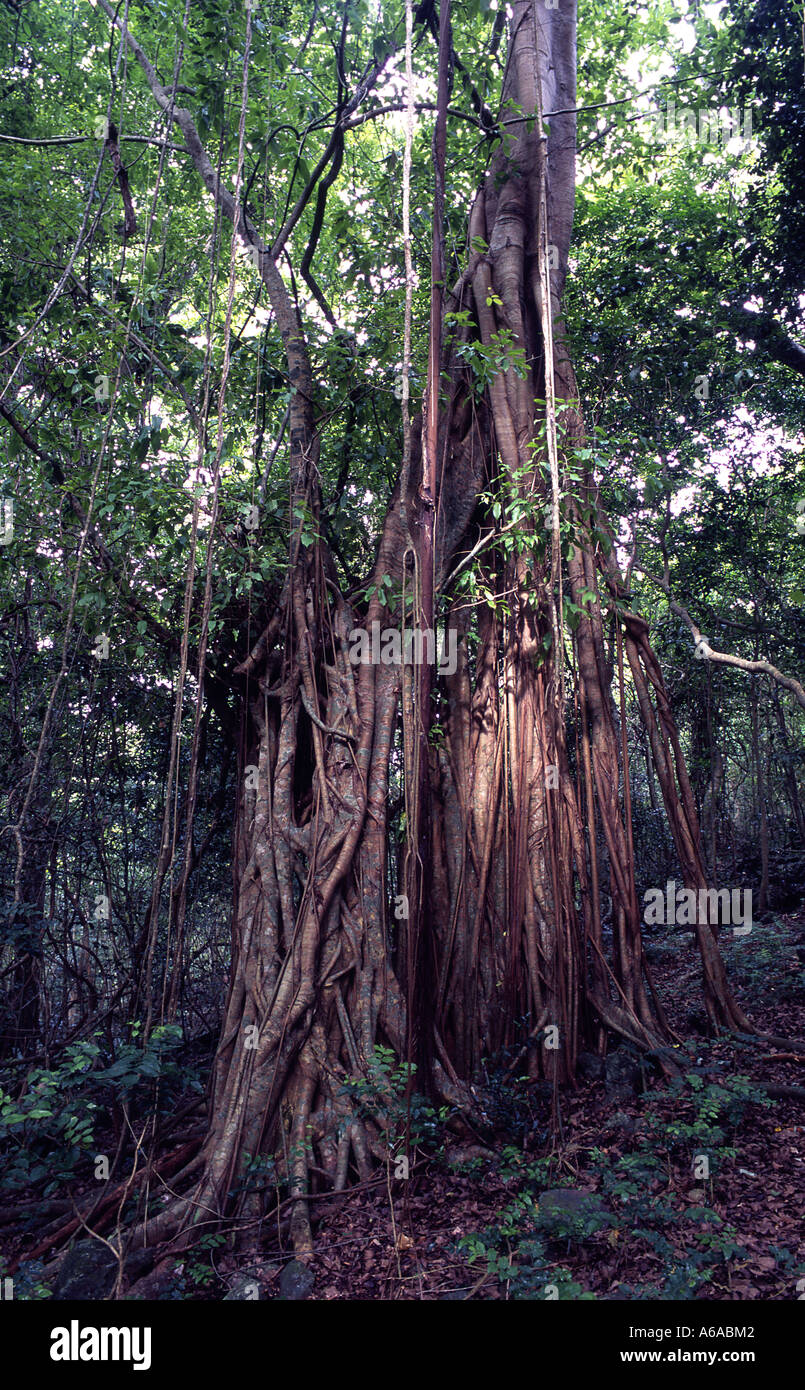 Island biogeography hi-res stock photography and images - Alamy