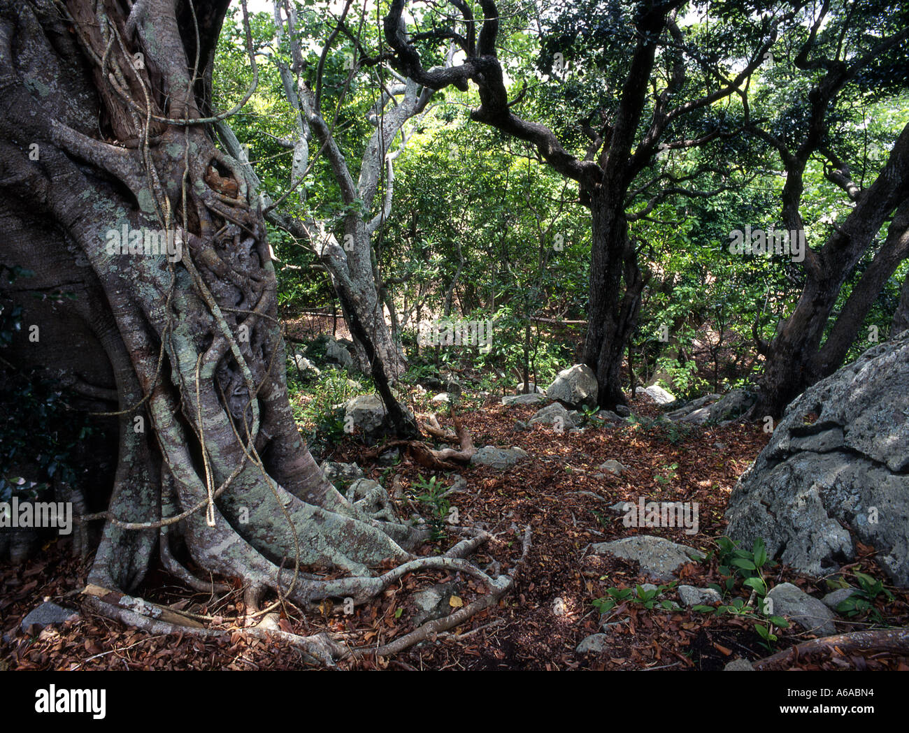 Insular forest hi-res stock photography and images - Alamy