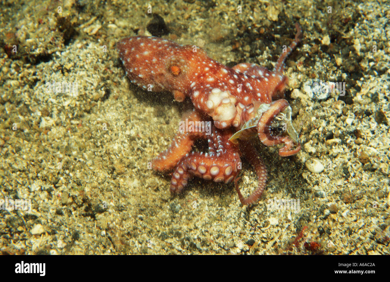 Octopus feeding hi-res stock photography and images - Alamy