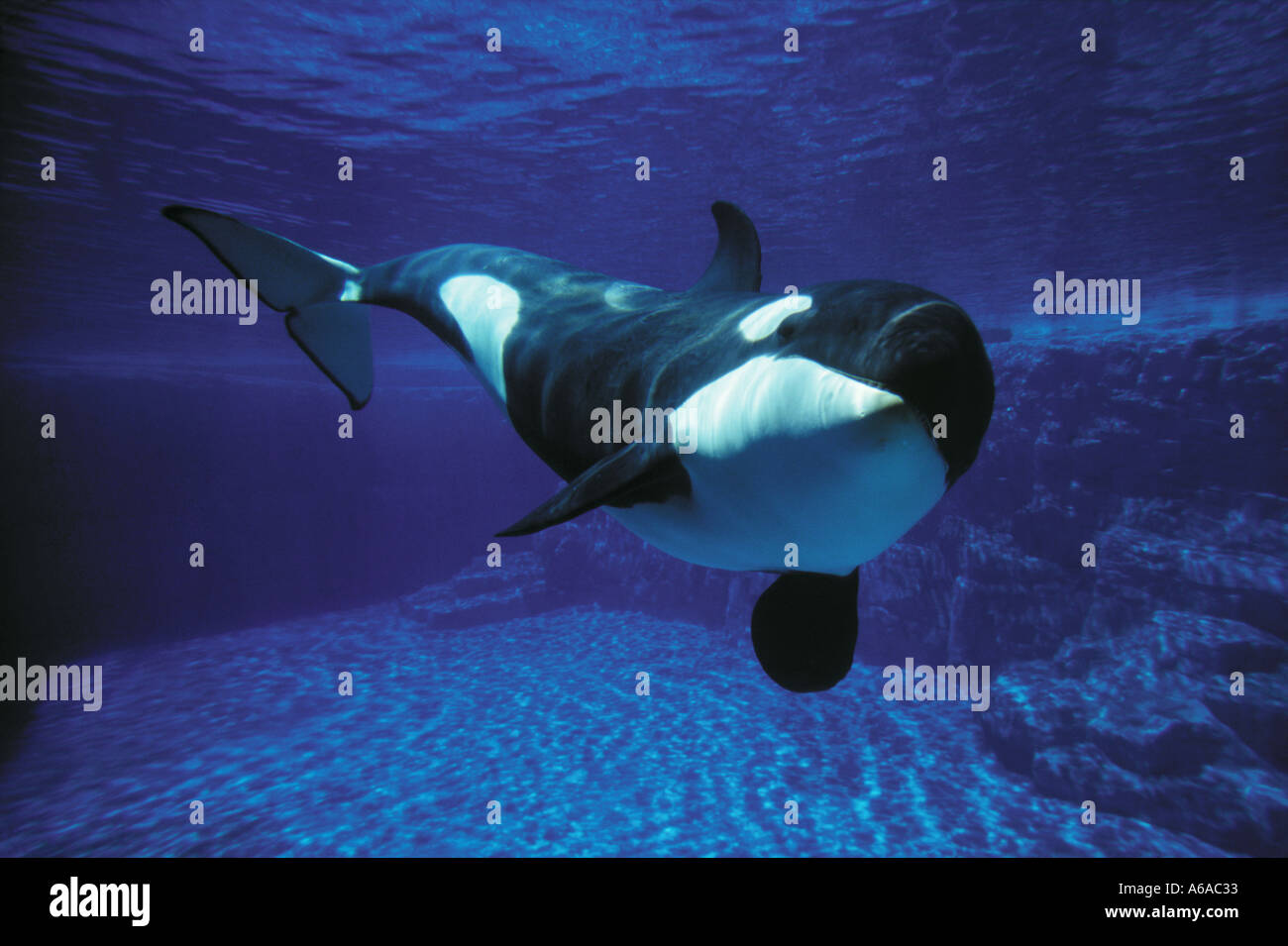 Killer Whale Swimming Underwater