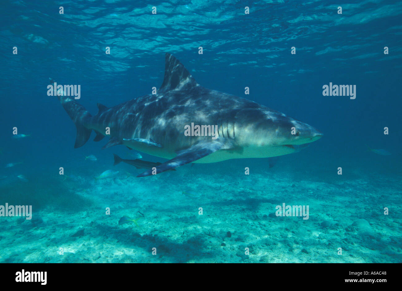Photo NC 11 Bull Shark Carcharhinus leucas Photo Copyright Brandon Cole ...