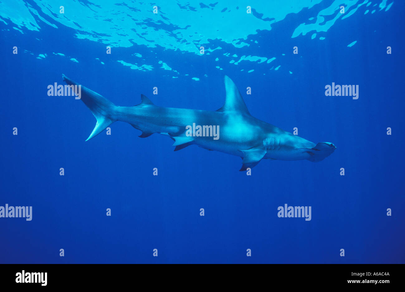 Photo NC 229 Great Hammerhead Shark Sphyrna mokarran Photo Copyright ...