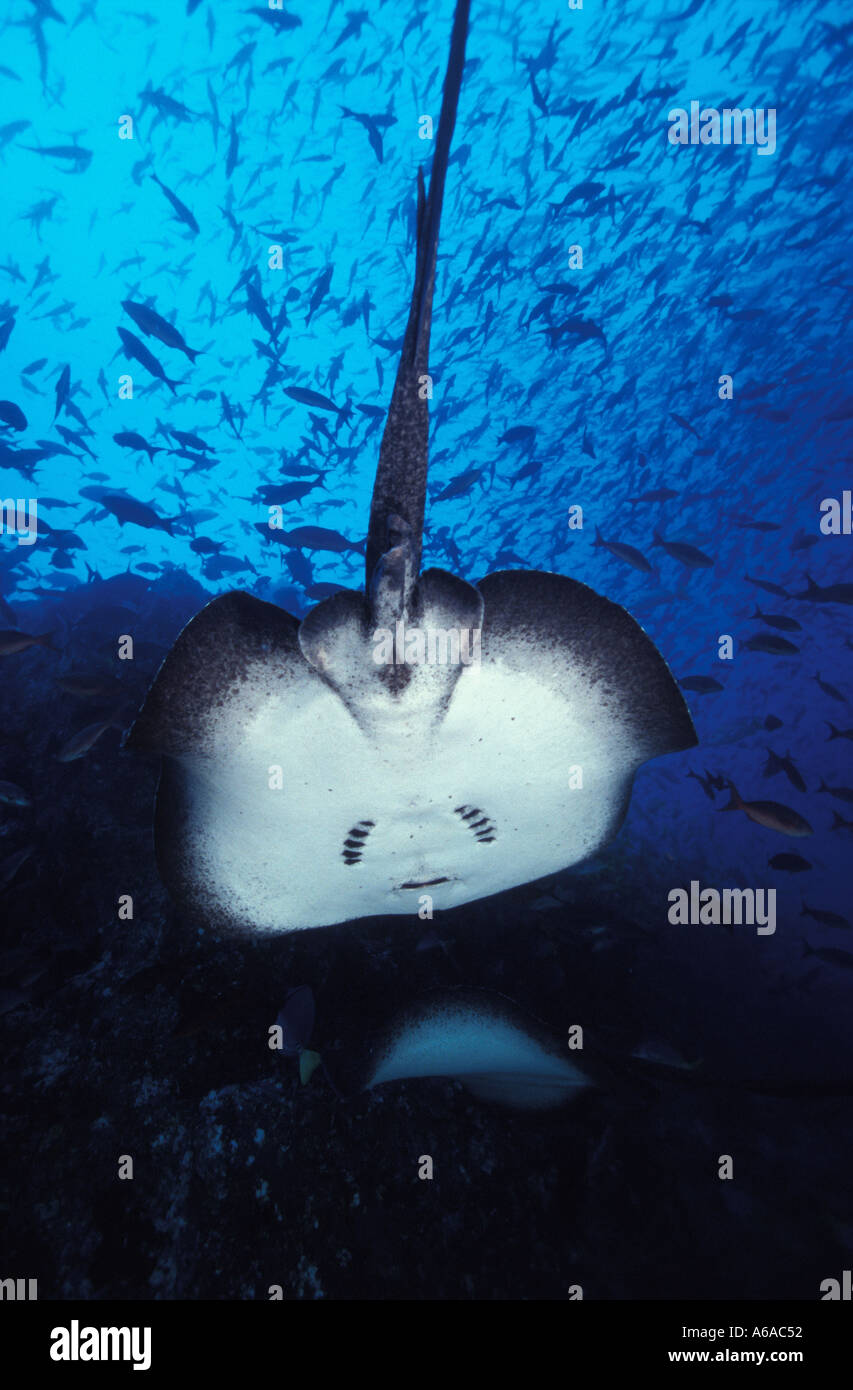 Marble stingray hi-res stock photography and images - Alamy