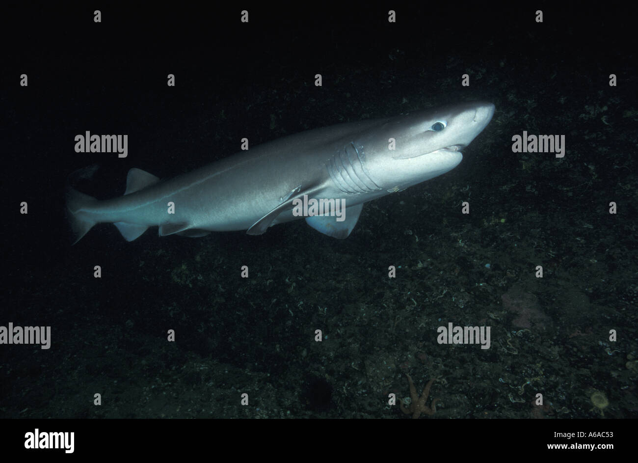 Hexanchus griseus hi-res stock photography and images - Alamy