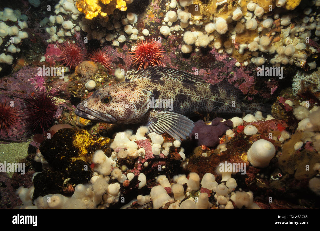 Photo KK 2437 Ling Cod Ophiodon elongatus Photo Copyright Brandon Cole ...