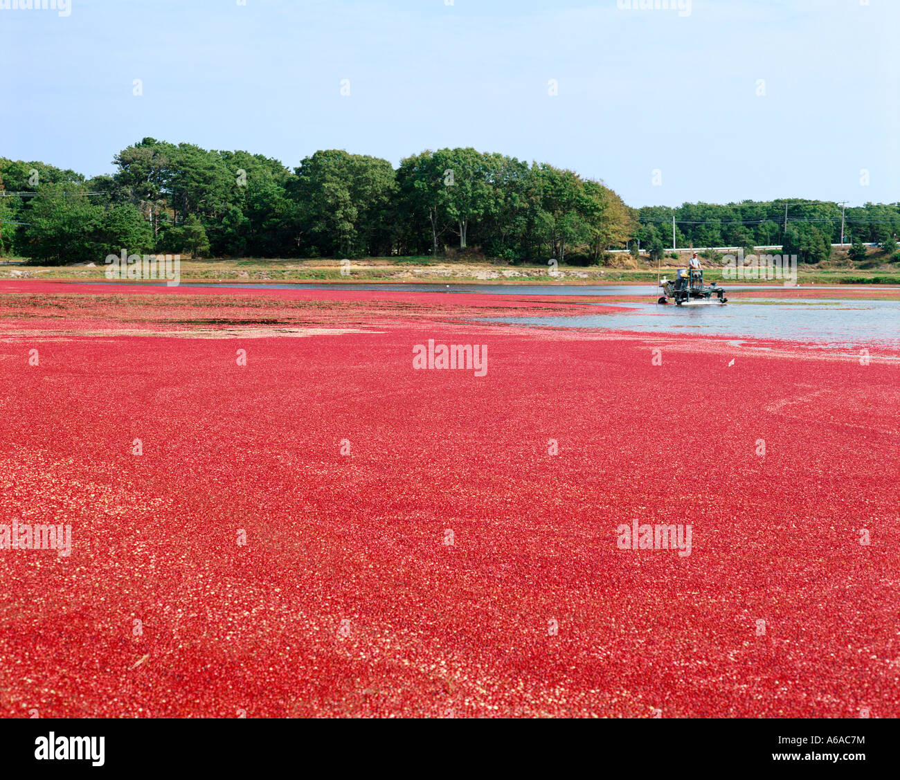 USA MASSACHUSETTS CAPE COD HARWICH CRANBERRY FIELD Stock Photo - Alamy