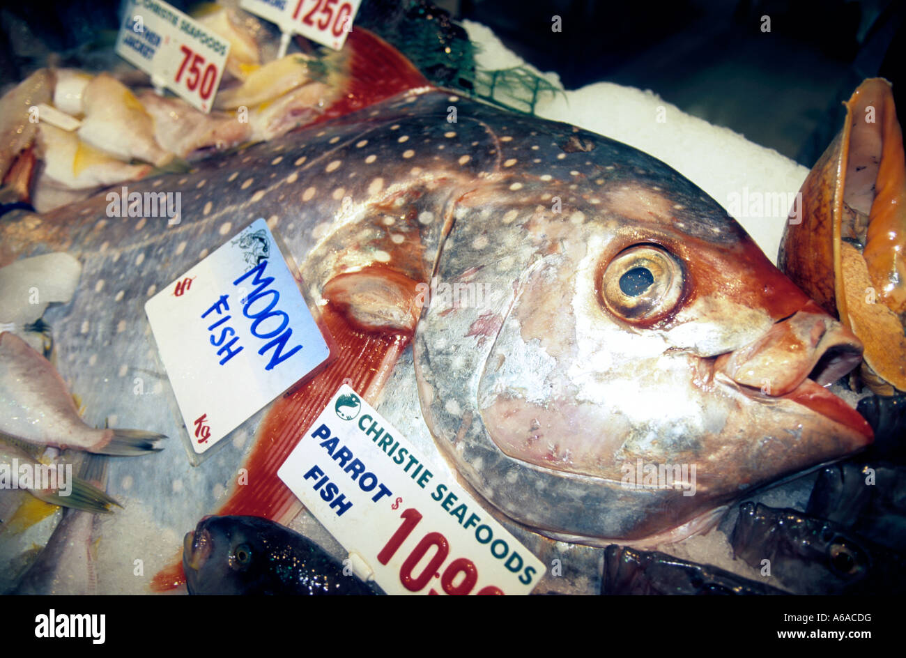 OCEANIA AUSTRALIA VICTORIA MELBOURNE A MOONFISH IN THE FISH MARKET ...
