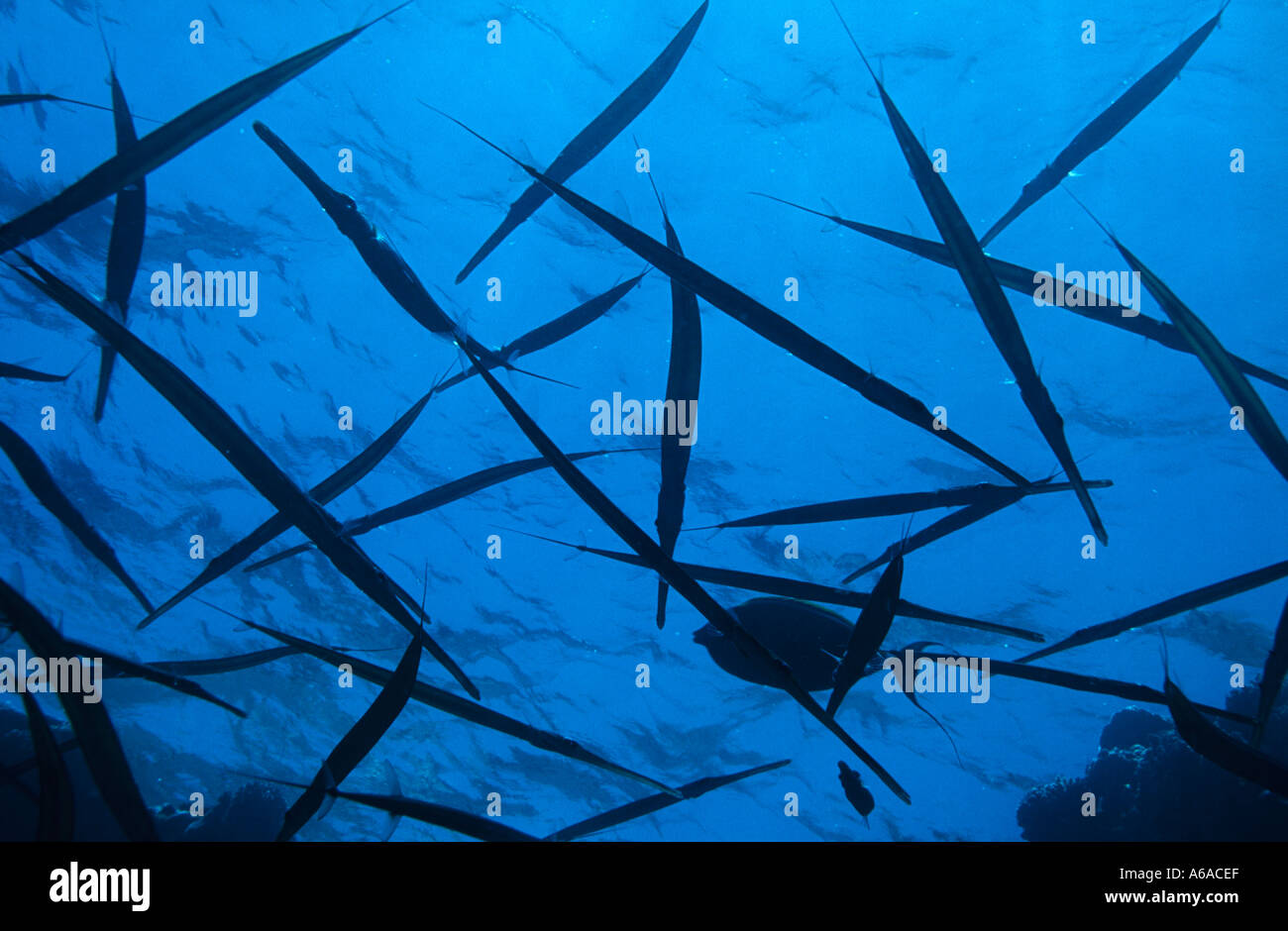 School of Cornetfish, Fistularia commersonii, at Panorama Reef (Abu ...