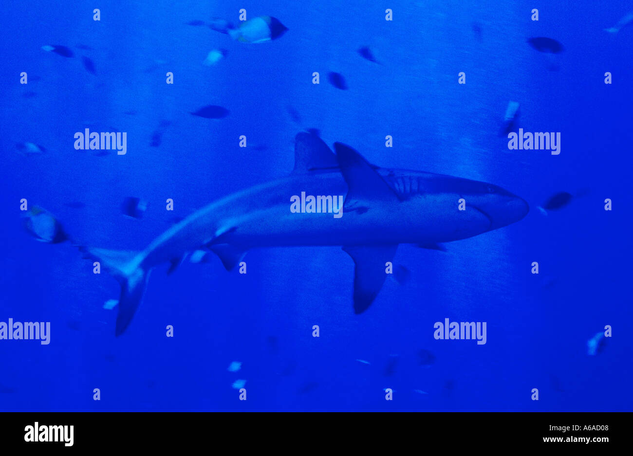 Gray reef shark Carcharhinus amblyrhynchos New Drop Off West Ngemelis ...