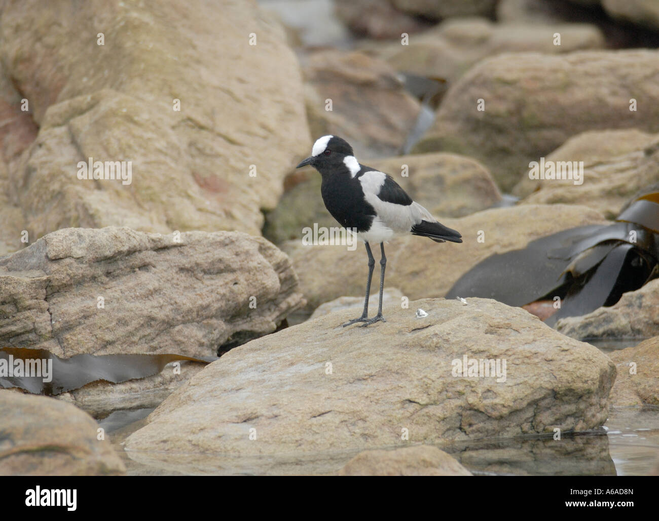 A Blacksmith Plover or Blacksmith Lapwing standing on a boulder Stock ...
