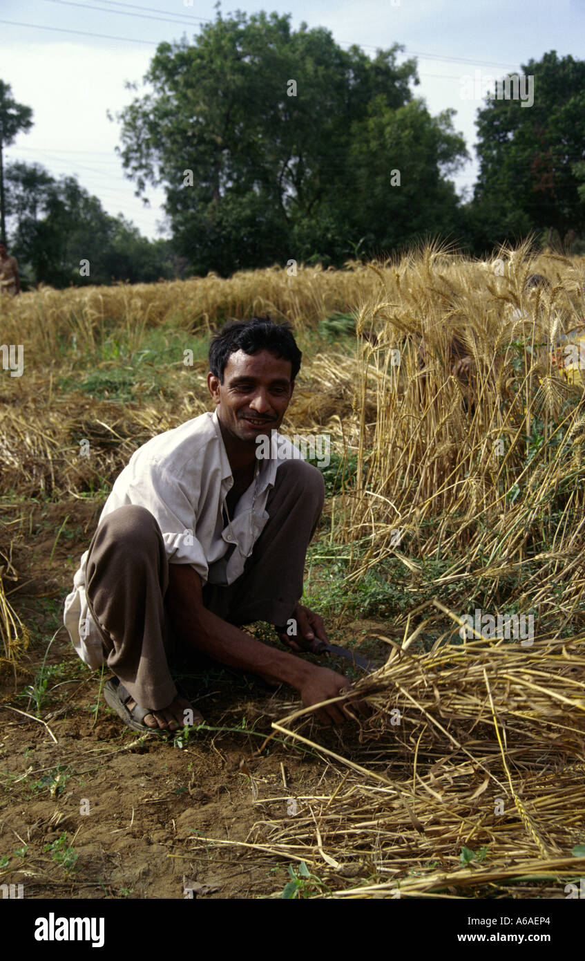 An Indian man squats while cutting long grass with a knife near ...