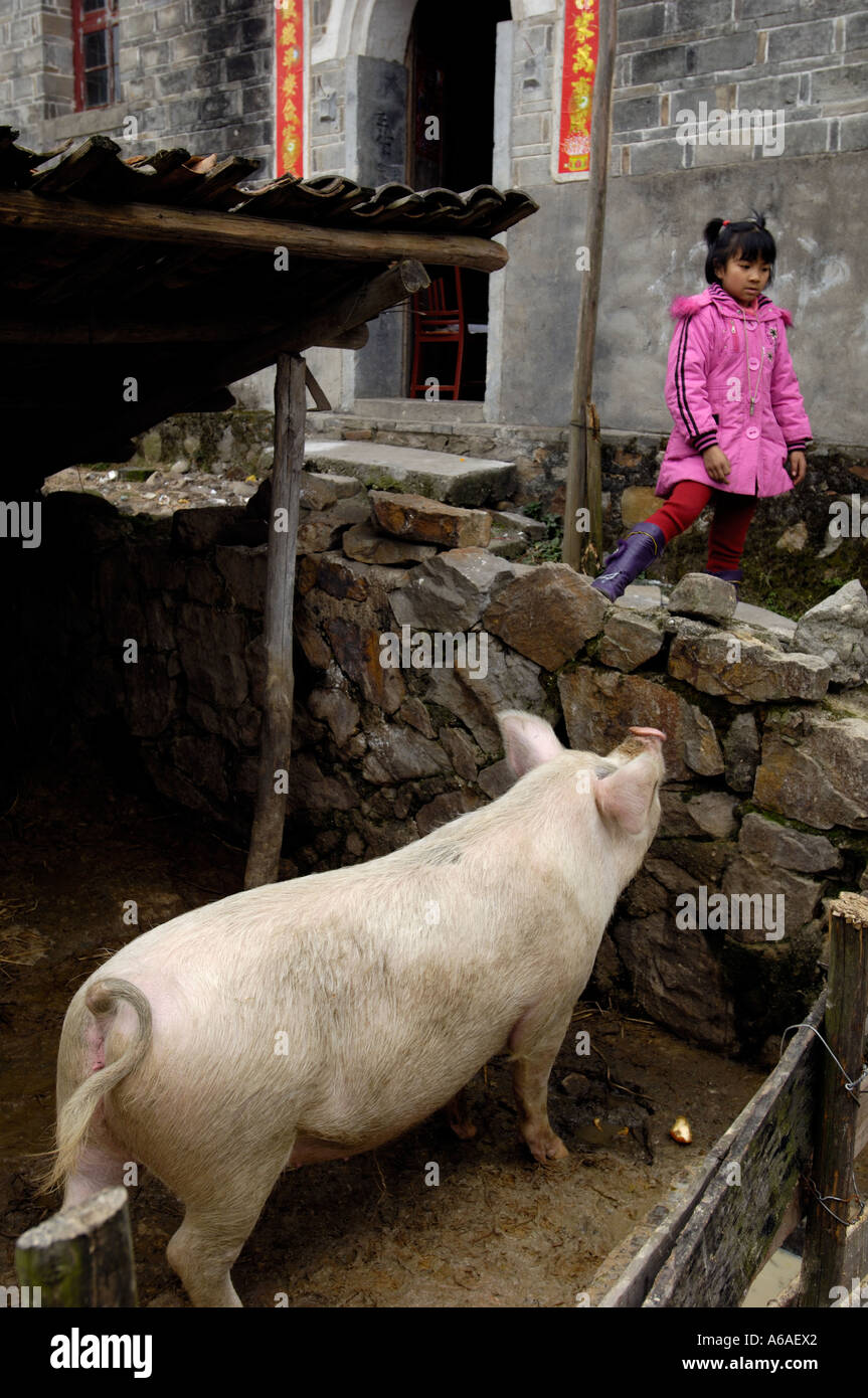 China pigs rural hi-res stock photography and images - Alamy