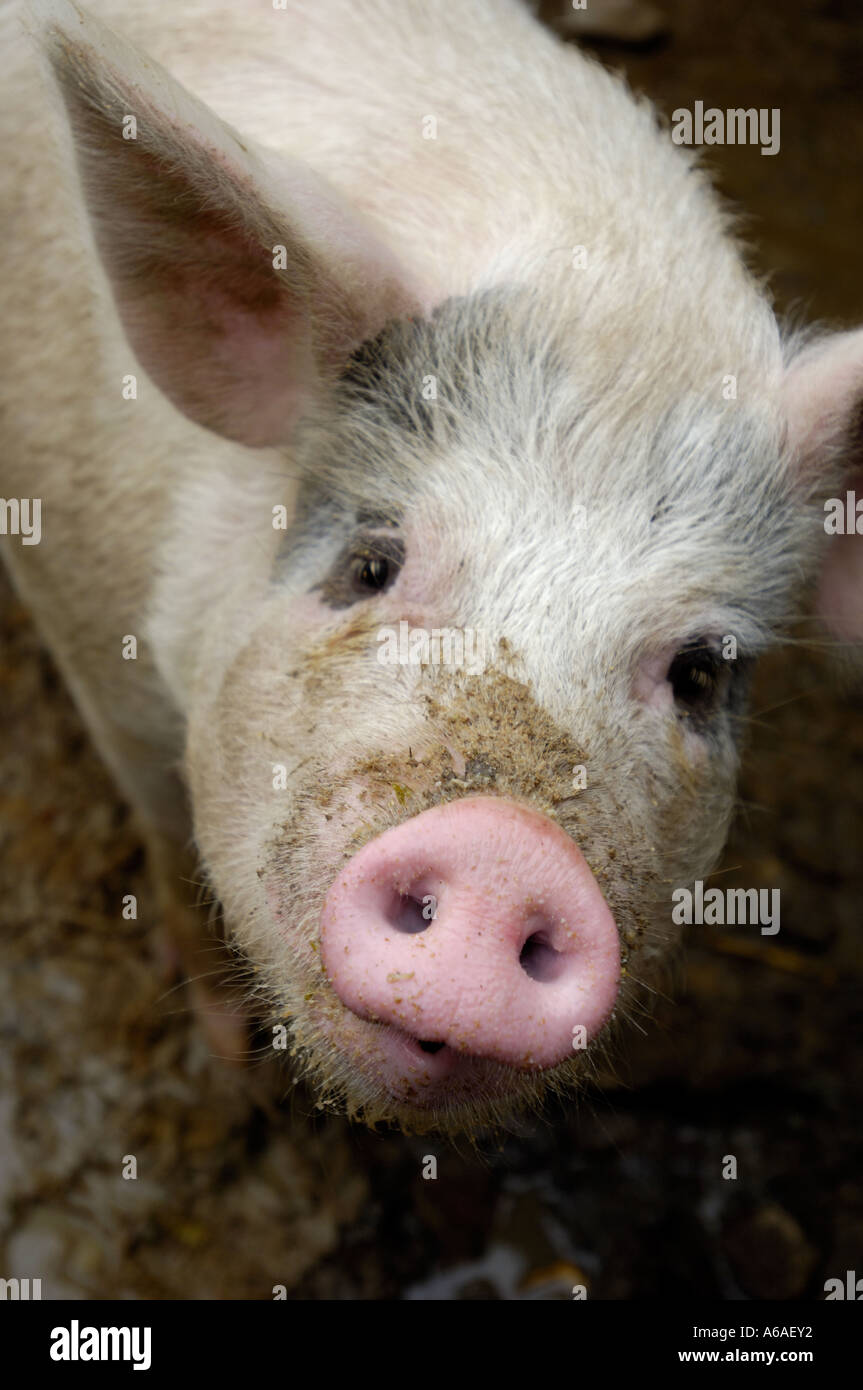 China jiangxi pork hi-res stock photography and images - Alamy