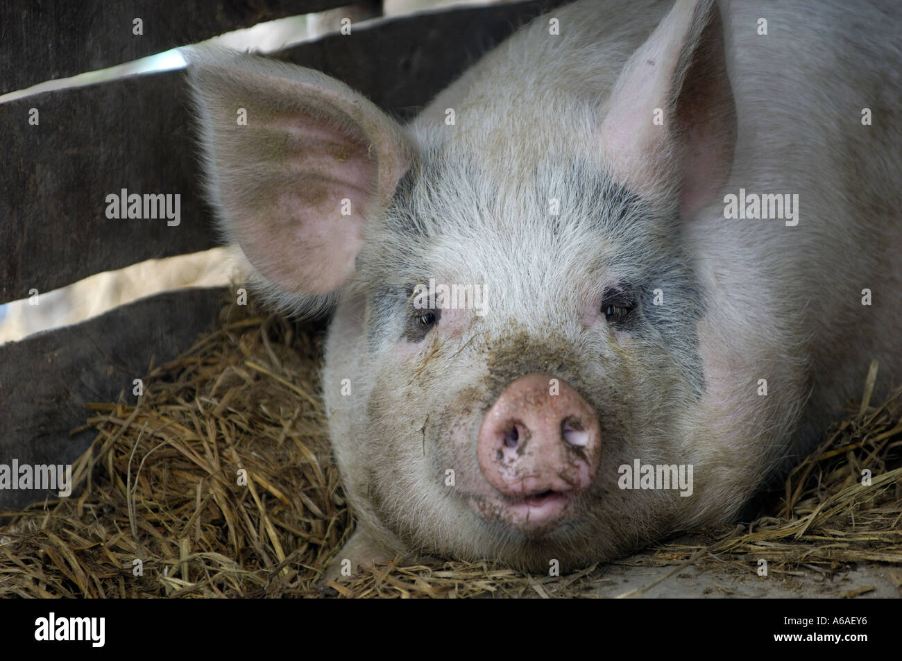 Pig farming, china hi-res stock photography and images - Alamy