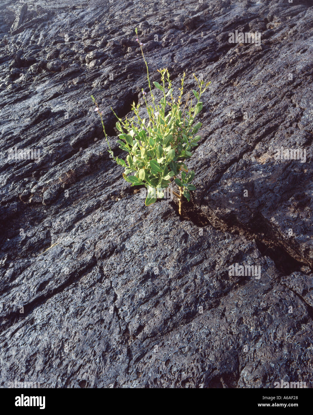 What Kind Of Plants Grow In Saudi Arabia at Elijah Leigh blog