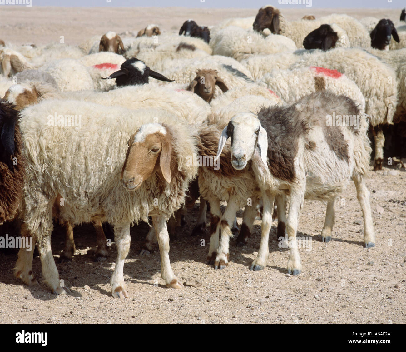Desert Sheep Saudi Arabia 1 Stock Photo - Alamy