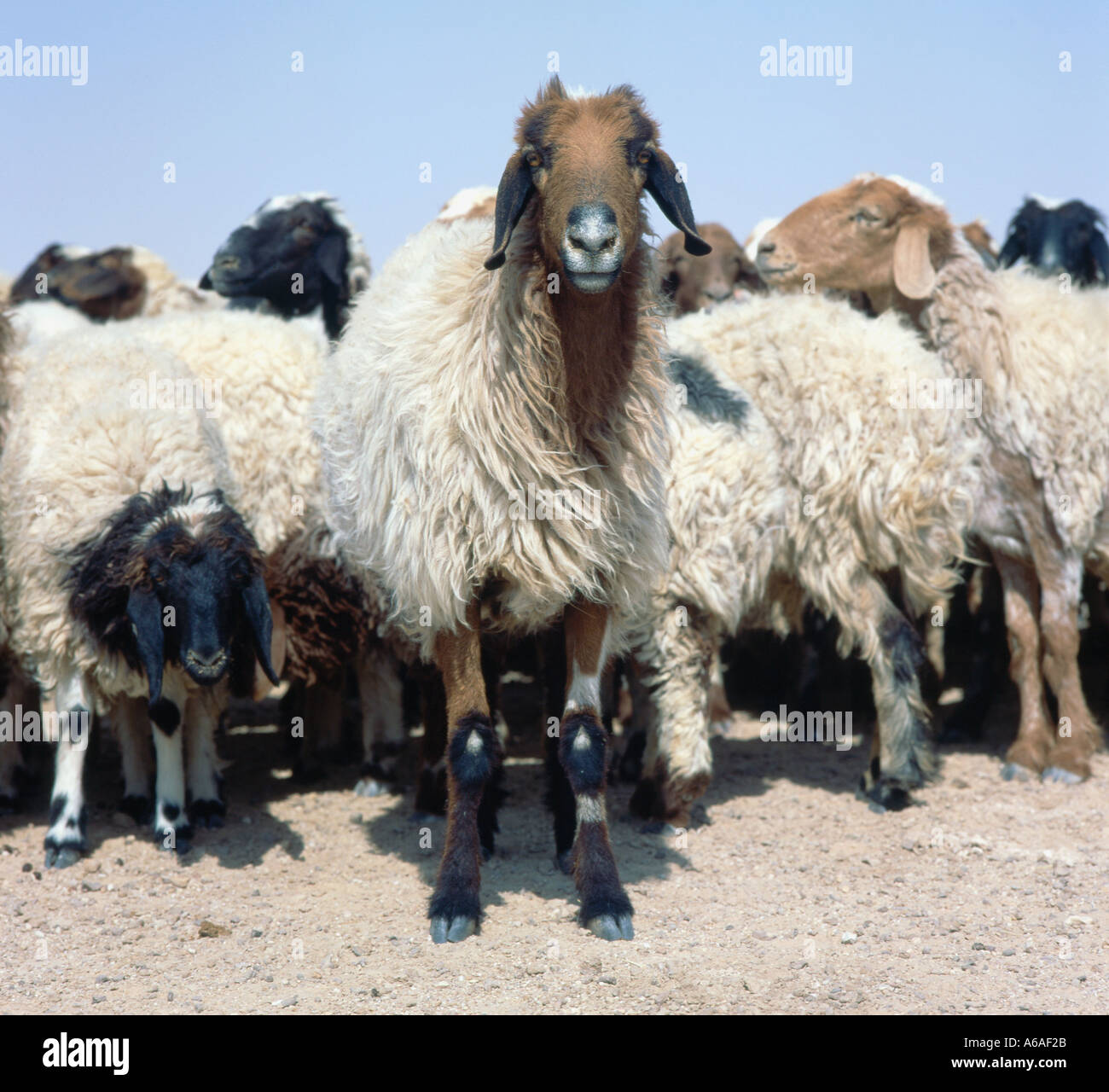 Desert Sheep Saudi Arabia 2 Stock Photo - Alamy