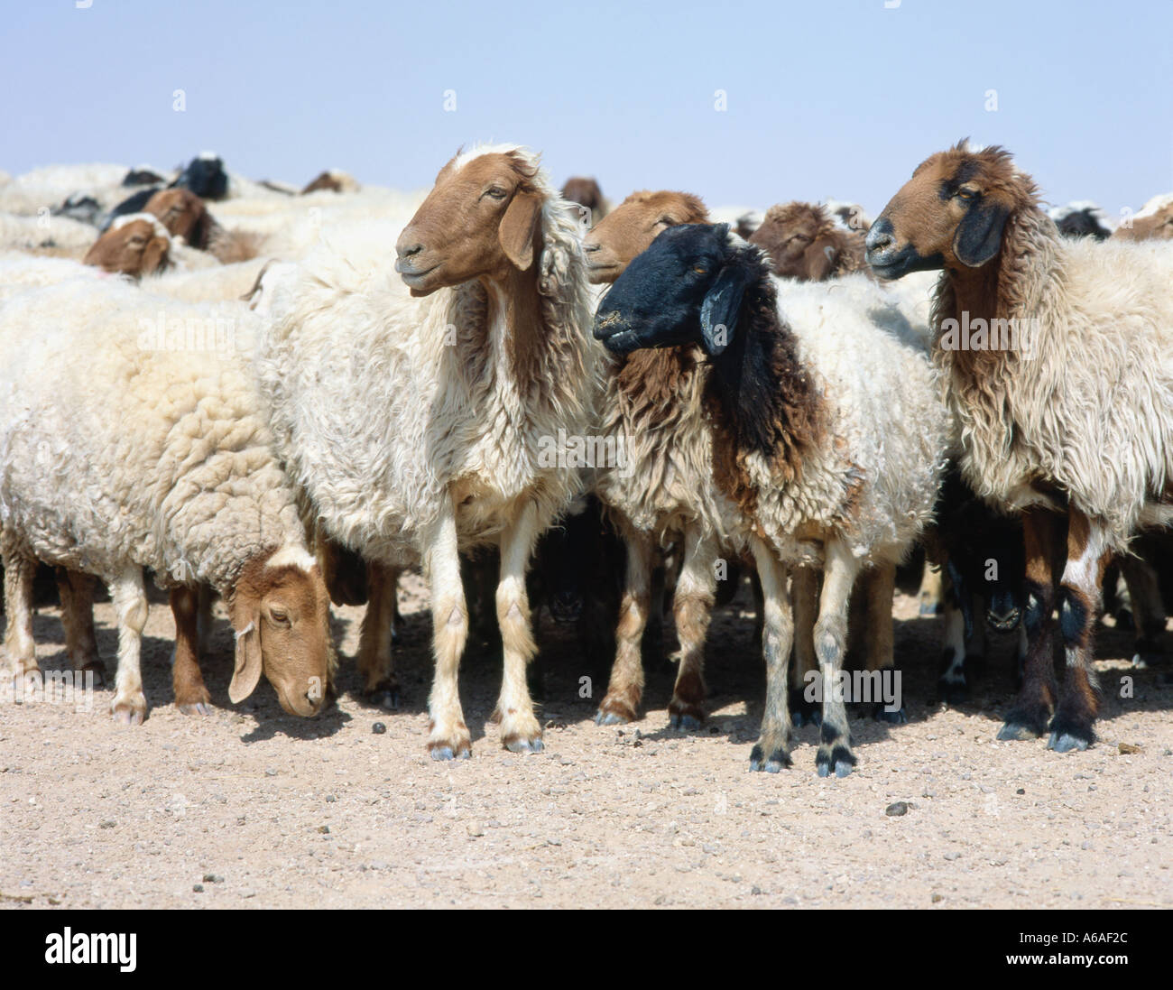 Sheep saudi hi-res stock photography and images - Alamy