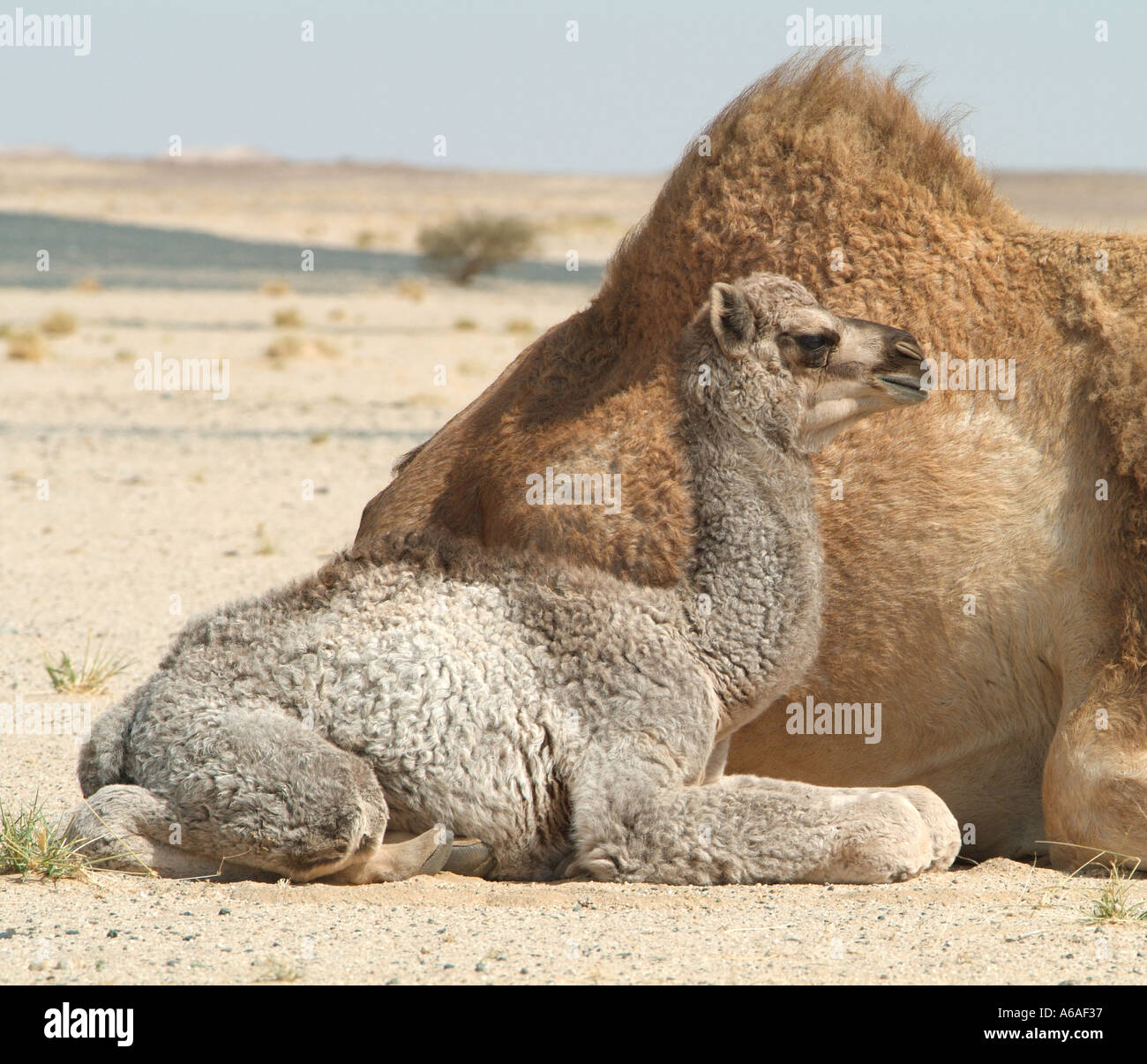 Camel calves hi-res stock photography and images - Alamy