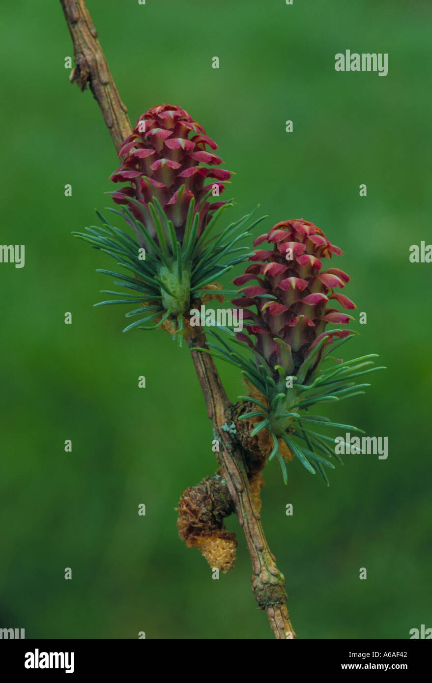 Female larch larix decidua flowers hi-res stock photography and images ...