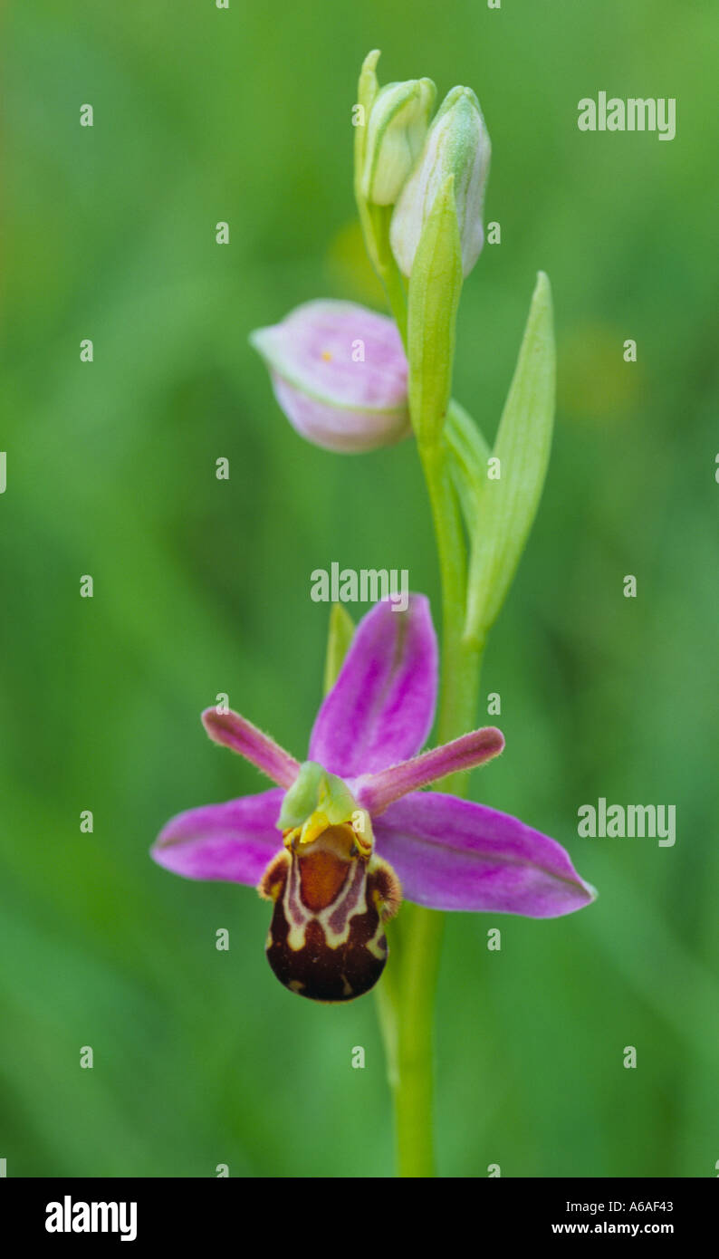 Apifera hi-res stock photography and images - Alamy