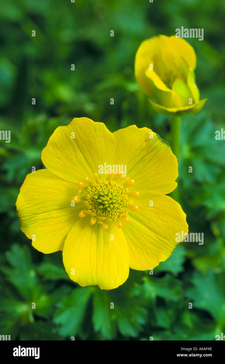 Trollius acaulis hi-res stock photography and images - Alamy