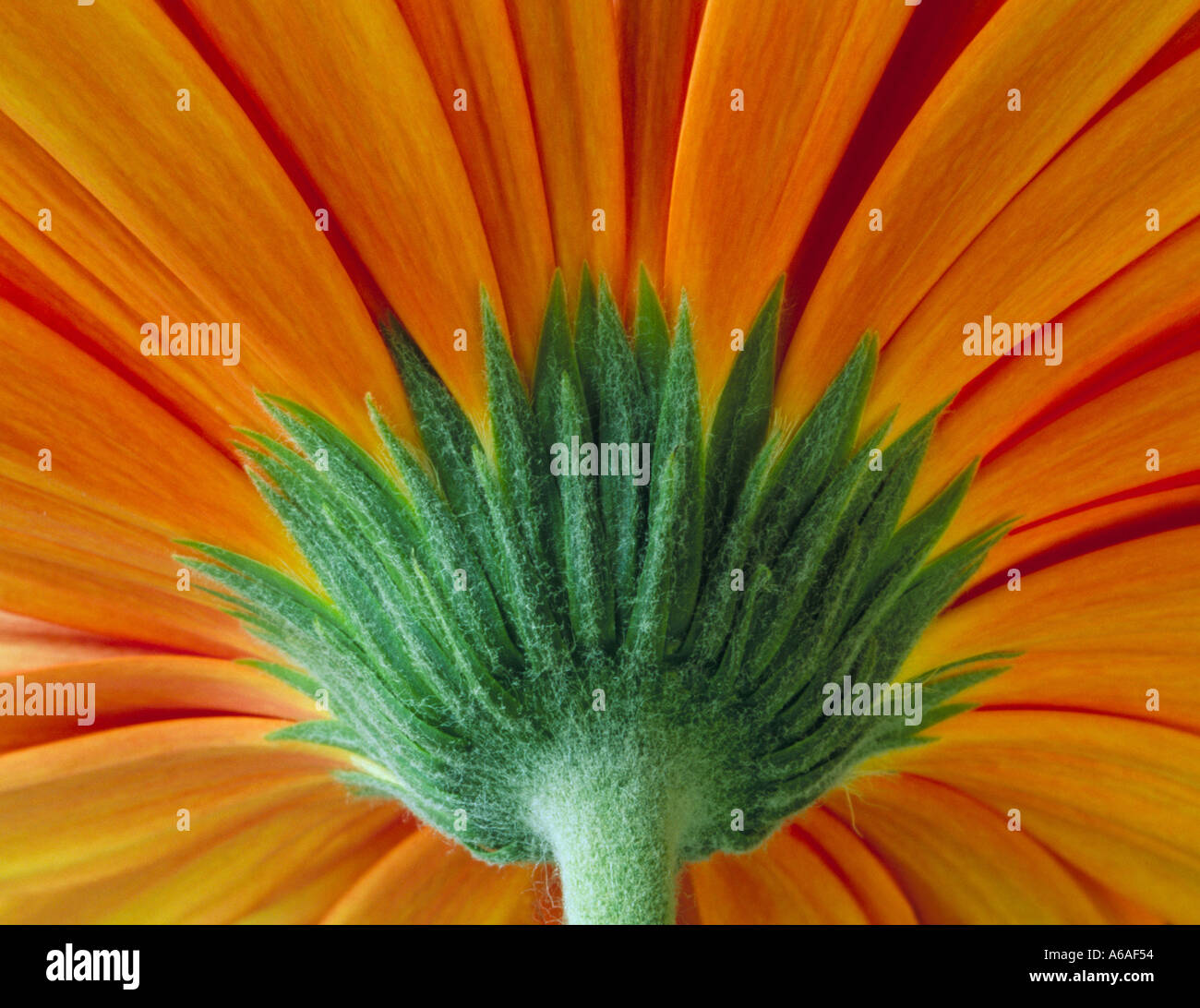 Gerbera, close up of back of flower Stock Photo - Alamy