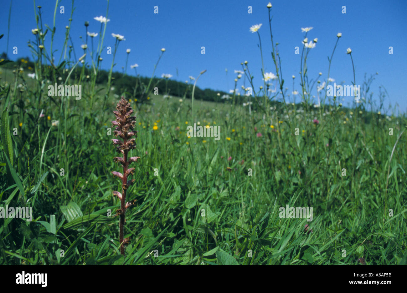 Broomrape field hi-res stock photography and images - Alamy