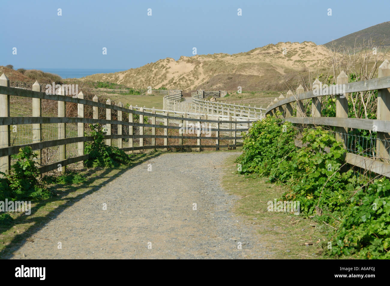 Walking devon lizard hi-res stock photography and images - Alamy