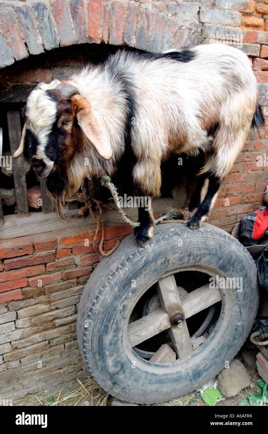 goat on a wheel Stock Photo - Alamy