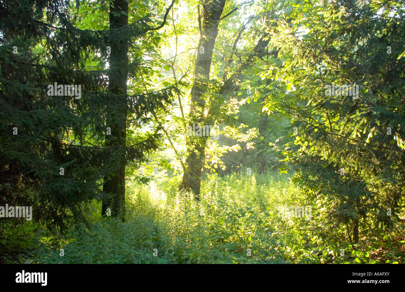 Beautiful Nature Scenic with green summer trees and morning sunlight ...
