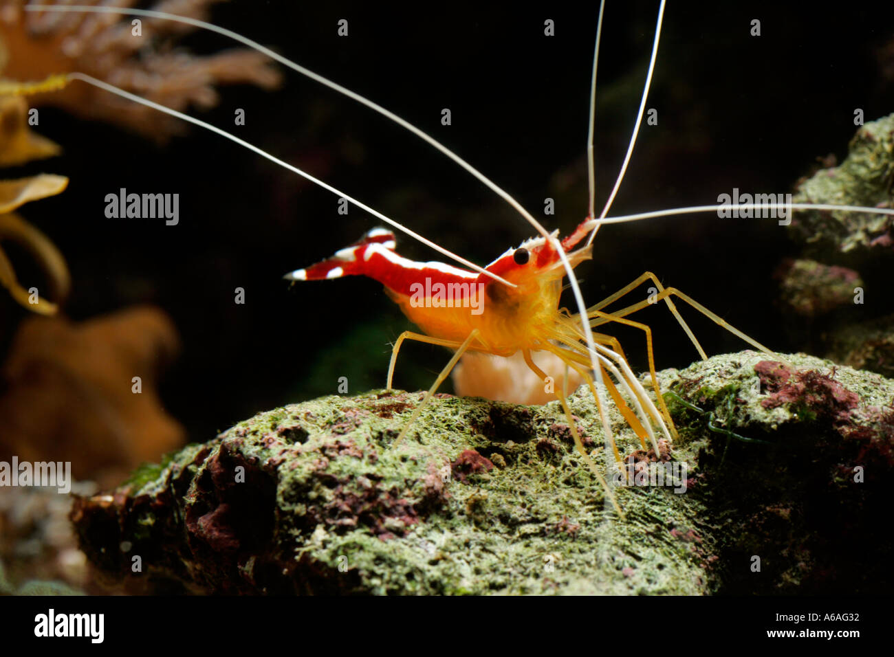 Pink prawn underwater hi-res stock photography and images - Alamy