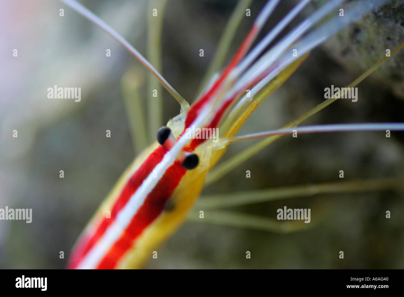 Pink prawn underwater hi-res stock photography and images - Alamy