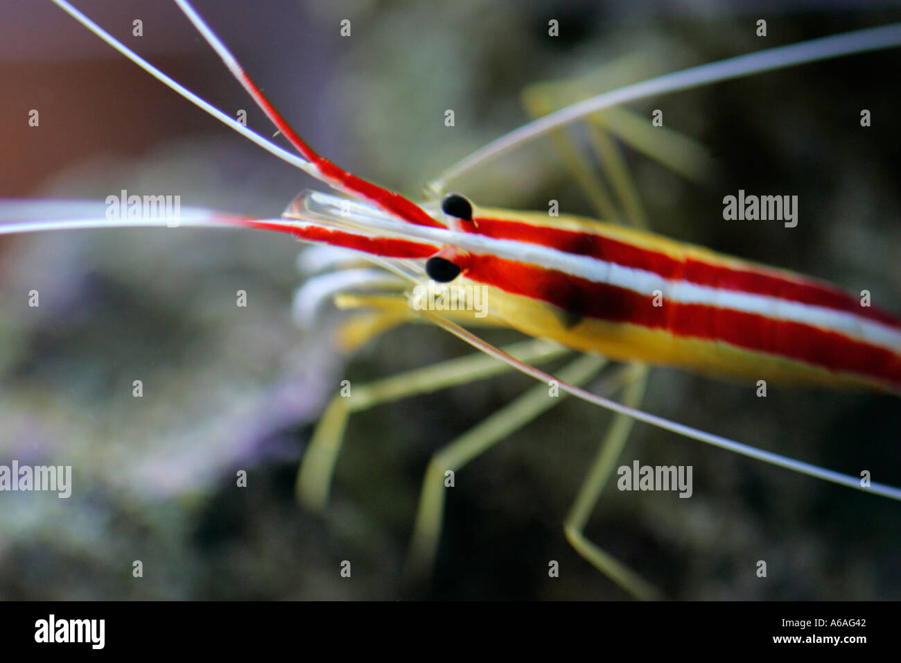 Pink prawn underwater hi-res stock photography and images - Alamy