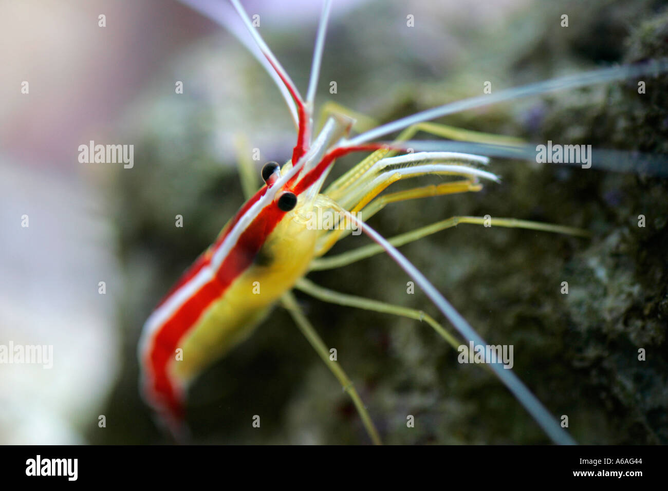 Pink prawn or northern prawn underwater hi-res stock photography and ...