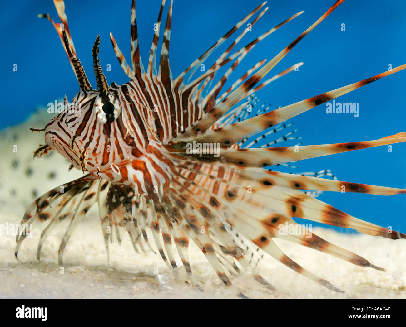 Underwater colourful tropical lion fish hi-res stock photography and ...