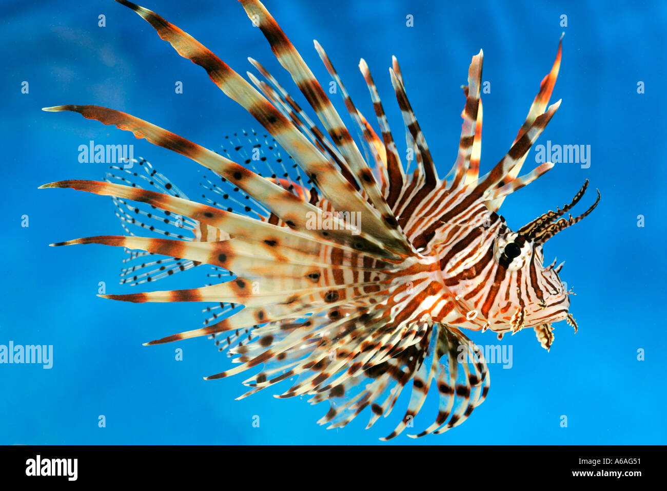 Underwater colourful tropical lion fish hi-res stock photography and ...