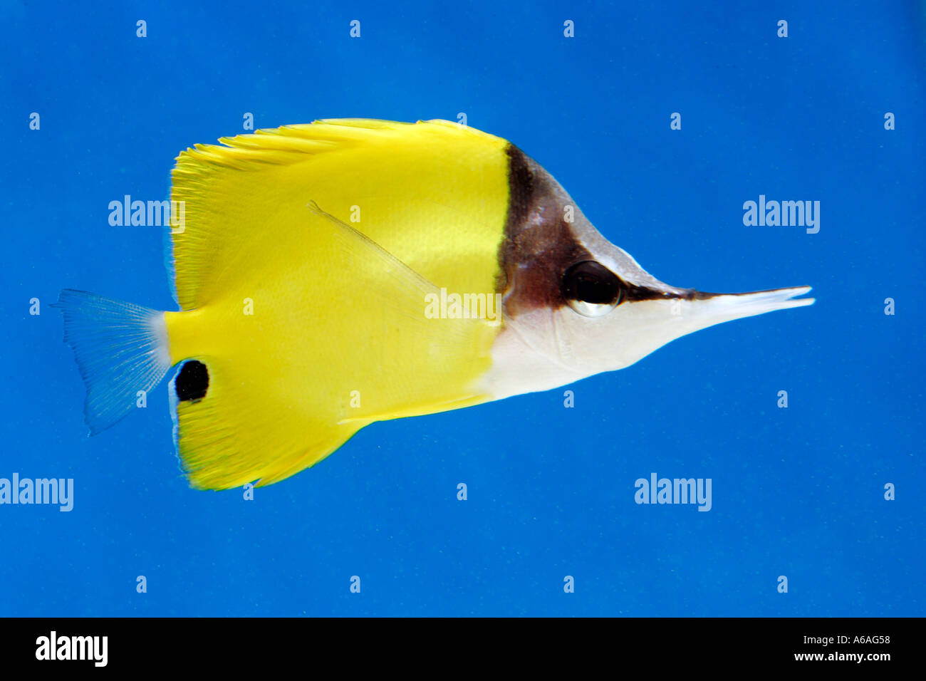 Longnose butterfly fish Stock Photo - Alamy