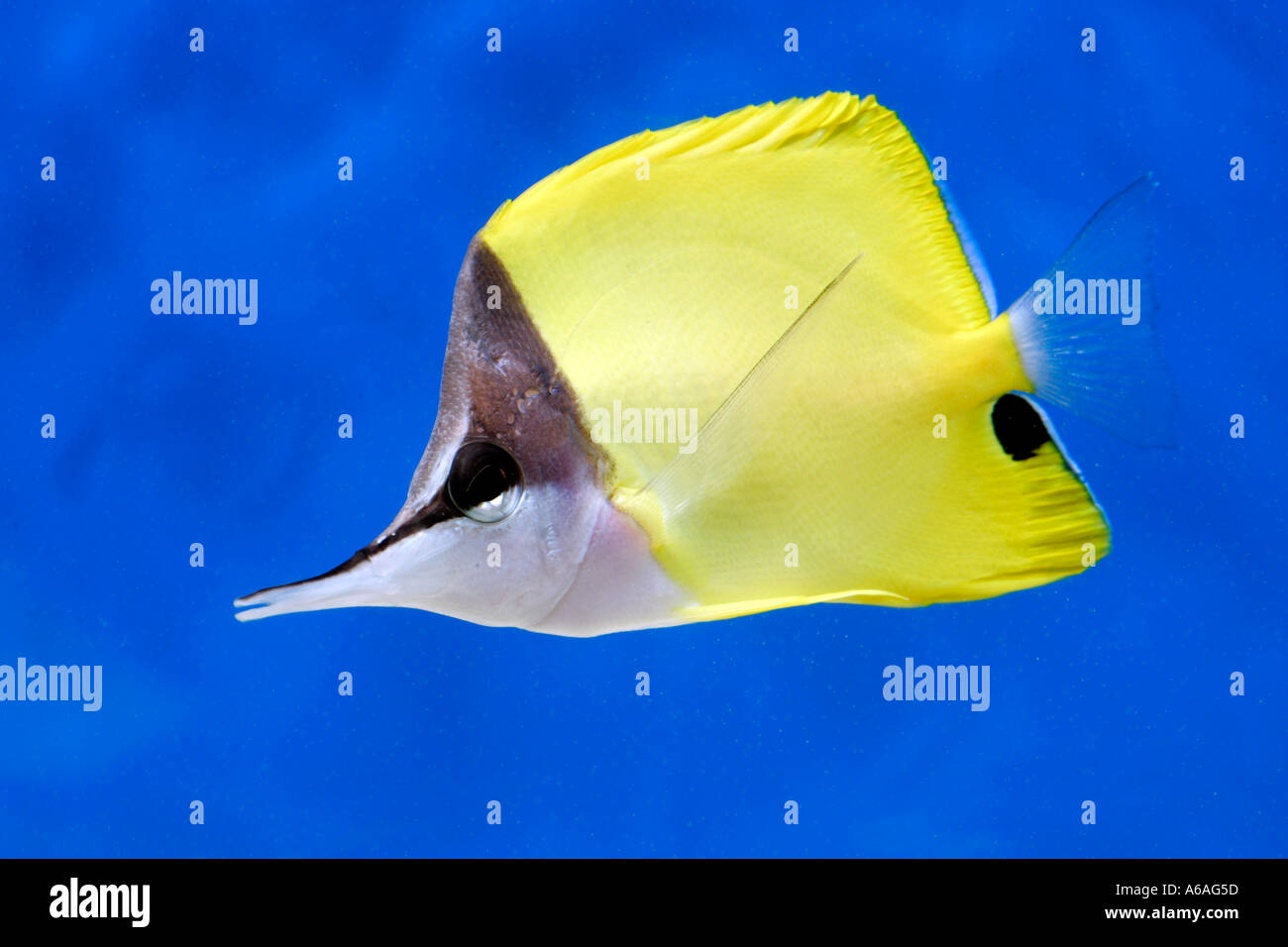 Spot butterfly fish hi-res stock photography and images - Alamy