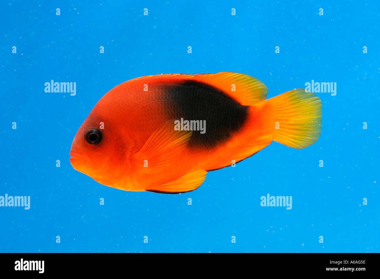 Sea life scene fish hi-res stock photography and images - Alamy