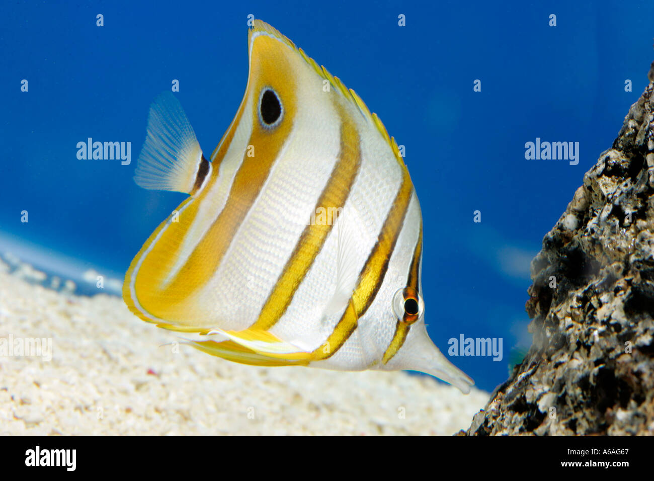Sea Fish Long Nose Stock Photos & Sea Fish Long Nose Stock Images - Alamy